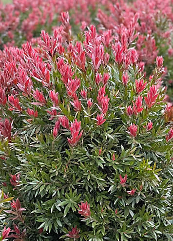You Garden Callistemon Red Rocket - 17 cm Pot | Curvissa