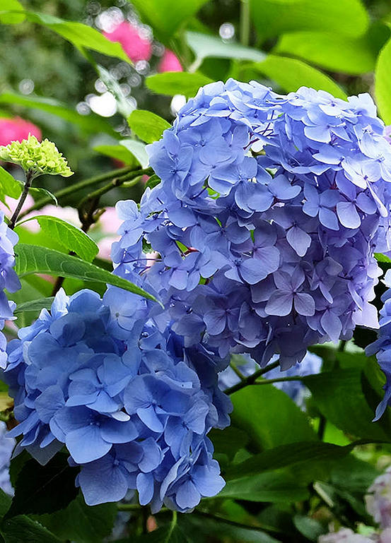 You Garden Hydrangea Macrophylla - Blue Mophead Standard | Curvissa