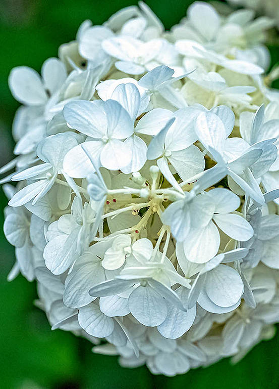 You Garden Hydrangea Macrophylla - White Mophead Standard | Curvissa