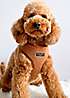 Cocopup Teddy Paddington Dog Harness | Curvissa